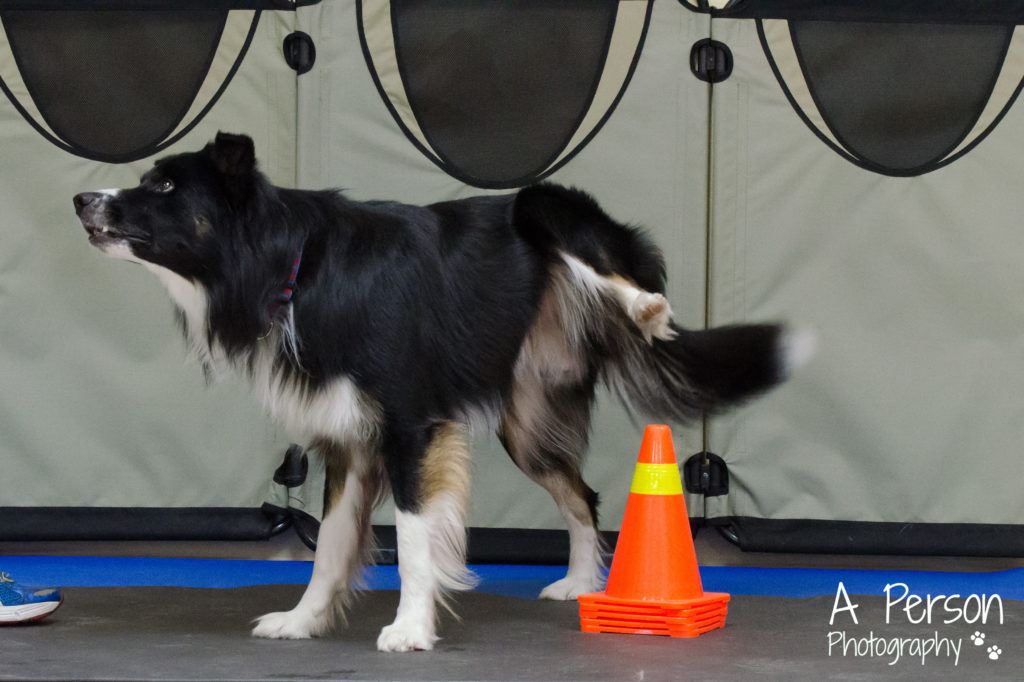 AKC Trick Dog